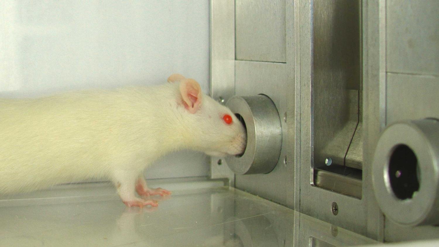 $Charlie on Sol - Bonk's cute rat